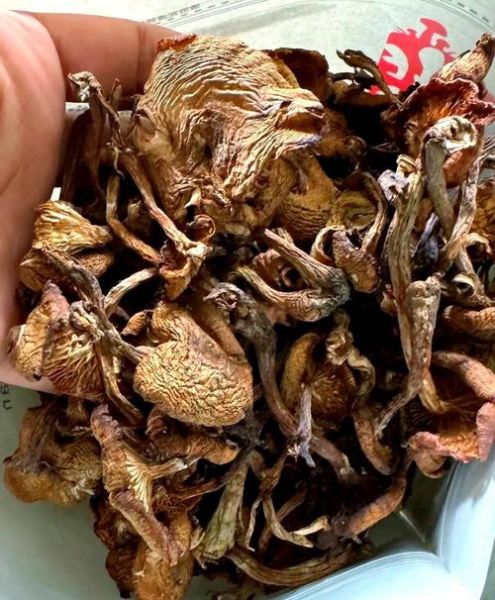 东北榛蘑图片_东北榛蘑长什么样-第3张图片-山城妙识