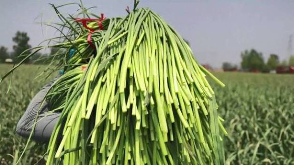 蒜苔怎么长出来的_蒜苔生长全过程-第1张图片-山城妙识