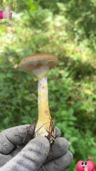 东北榛蘑图片_东北榛蘑长什么样-第2张图片-山城妙识