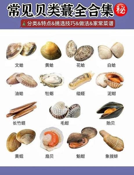 贝壳类海鲜有哪些_如何挑选最新鲜的贝壳-第1张图片-山城妙识