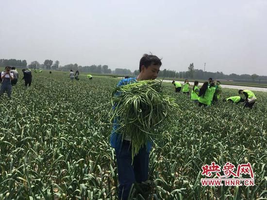 蒜苔怎么长出来的_蒜苔生长全过程-第2张图片-山城妙识