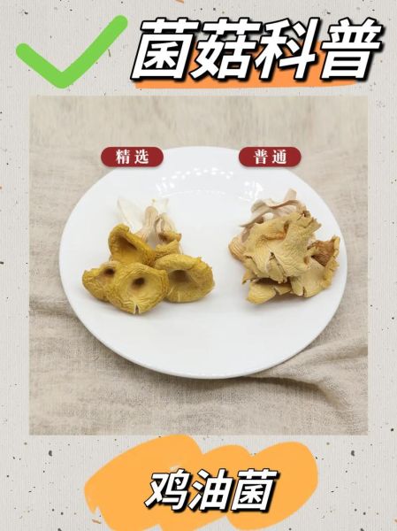 鸡油菌的功效与作用_鸡油菌怎么吃最营养-第2张图片-山城妙识