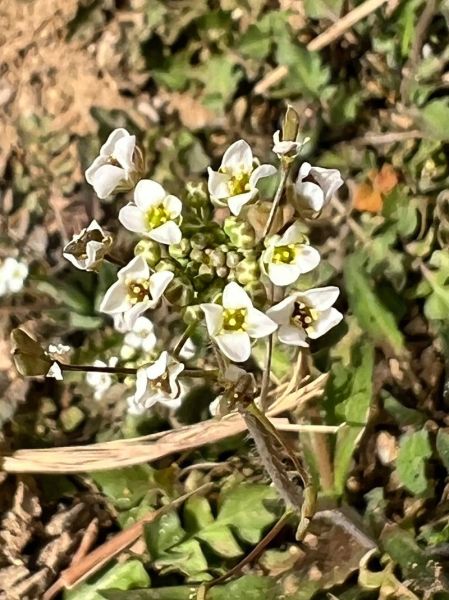 荠荠菜开几种颜色的花_荠荠菜花颜色有哪些-第1张图片-山城妙识