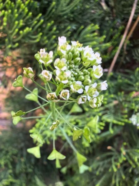 荠荠菜开几种颜色的花_荠荠菜花颜色有哪些-第3张图片-山城妙识