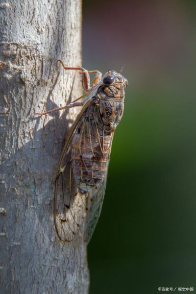 知了怎么分辨公母_知了什么时候叫得最响-第2张图片-山城妙识