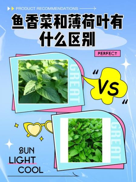 藿香和鱼香菜的区别_怎么区分藿香与鱼香菜-第1张图片-山城妙识