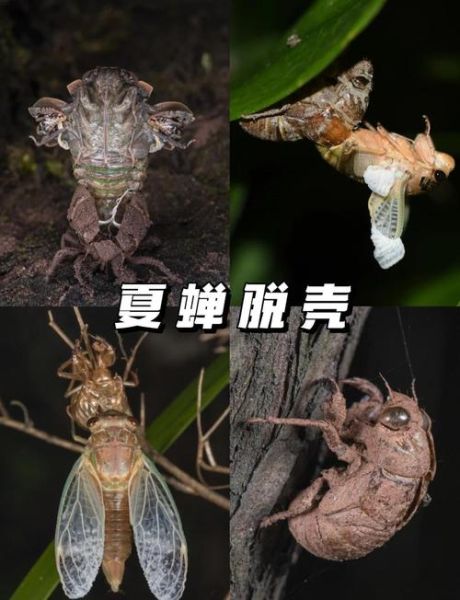 知了怎么分辨公母_知了什么时候叫得最响-第3张图片-山城妙识