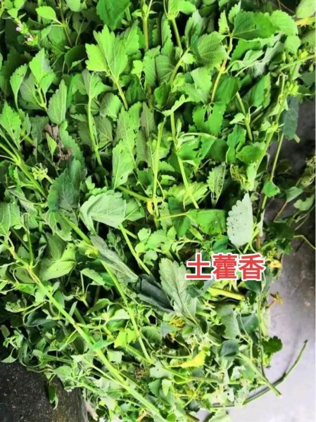 藿香和鱼香菜的区别_怎么区分藿香与鱼香菜-第3张图片-山城妙识