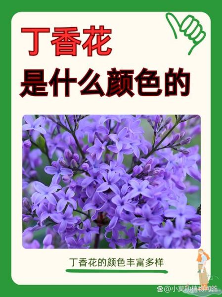 丁香花的花语是什么_丁香花为什么象征纯洁爱情-第1张图片-山城妙识