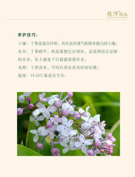 丁香花的花语是什么_丁香花为什么象征纯洁爱情-第2张图片-山城妙识
