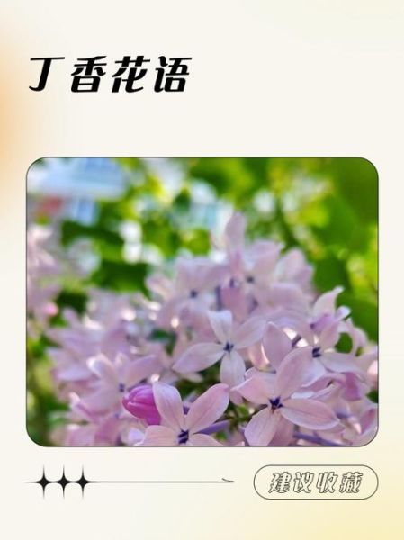丁香花的花语是什么_丁香花为什么象征纯洁爱情-第3张图片-山城妙识