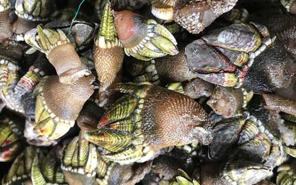 狗爪螺多少钱一斤_狗爪螺价格行情-第3张图片-山城妙识