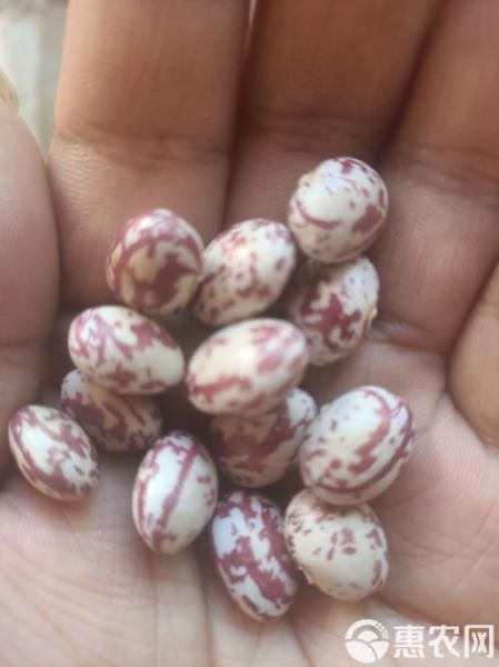 奶花豆长什么样_奶花豆和芸豆区别-第2张图片-山城妙识 奶花豆长什么样_奶花豆和芸豆区别-第2张图片-山城妙识