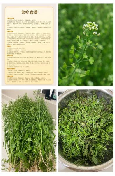 荠菜的功效与作用_荠菜怎么吃最好-第1张图片-山城妙识