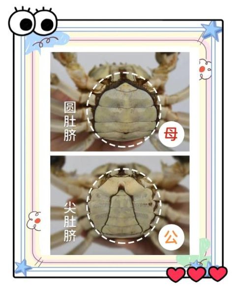 公蟹母蟹哪个好吃_大闸蟹公母区别-第2张图片-山城妙识 公蟹母蟹哪个好吃_大闸蟹公母区别-第2张图片-山城妙识