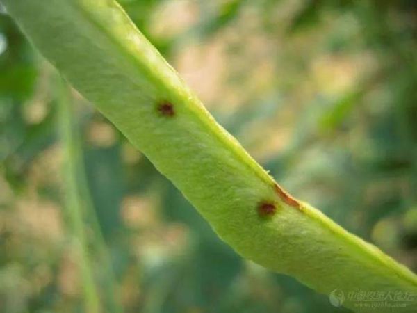 豇豆锈病图片_如何识别与防治-第3张图片-山城妙识