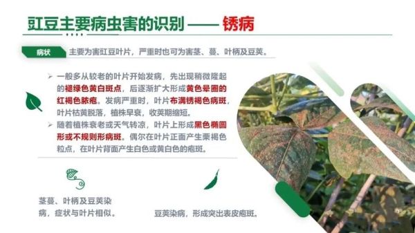 豇豆锈病图片_如何识别与防治-第2张图片-山城妙识