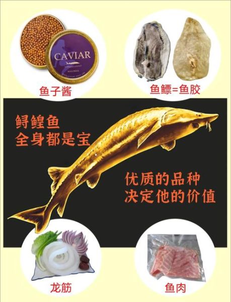 鳇鱼养殖技术_鳇鱼养殖成本利润分析-第1张图片-山城妙识 鳇鱼养殖技术_鳇鱼养殖成本利润分析-第1张图片-山城妙识