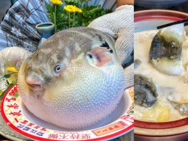 河豚鱼怎么吃_河豚鱼怎么处理最安全-第2张图片-山城妙识