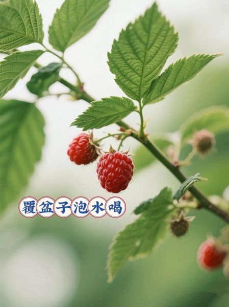 长期喝覆盆子有没有副作用_覆盆子茶能天天喝吗-第1张图片-山城妙识