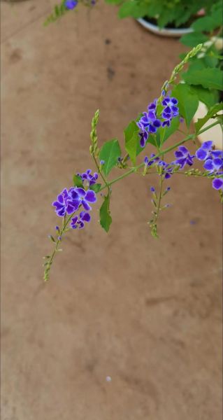 海棠无香为什么_鲥鱼多刺怎么办-第1张图片-山城妙识