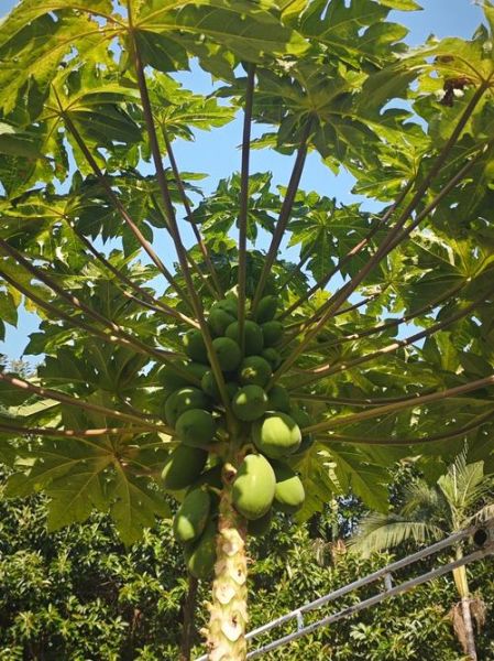 木瓜树图片_如何识别木瓜树的品种-第2张图片-山城妙识 木瓜树图片_如何识别木瓜树的品种-第2张图片-山城妙识