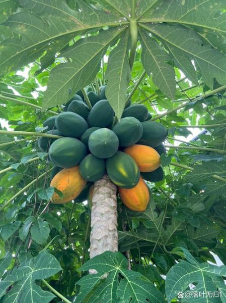 木瓜树图片_如何识别木瓜树的品种-第1张图片-山城妙识 木瓜树图片_如何识别木瓜树的品种-第1张图片-山城妙识