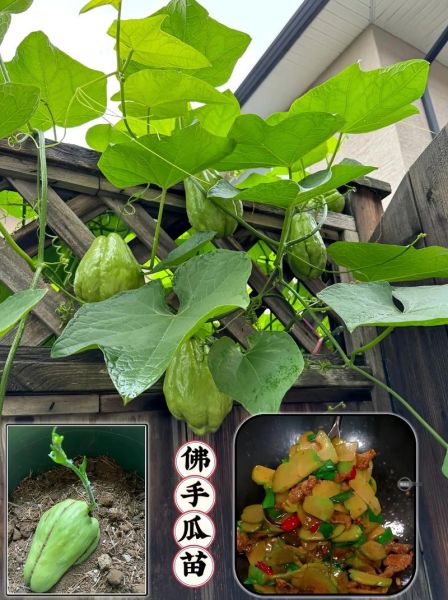 盆栽佛手瓜怎么养_佛手瓜家庭种植方法-第2张图片-山城妙识 盆栽佛手瓜怎么养_佛手瓜家庭种植方法-第2张图片-山城妙识