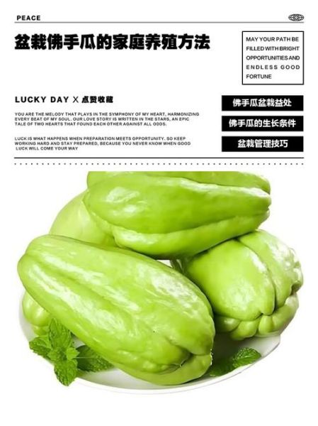 盆栽佛手瓜怎么养_佛手瓜家庭种植方法-第3张图片-山城妙识 盆栽佛手瓜怎么养_佛手瓜家庭种植方法-第3张图片-山城妙识