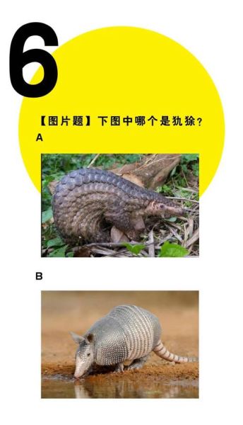 犰狳怎么读_犰狳是什么动物-第1张图片-山城妙识 犰狳怎么读_犰狳是什么动物-第1张图片-山城妙识