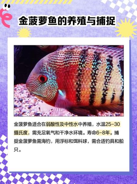 菠萝鱼能长多大_菠萝鱼最大能长多少厘米-第3张图片-山城妙识