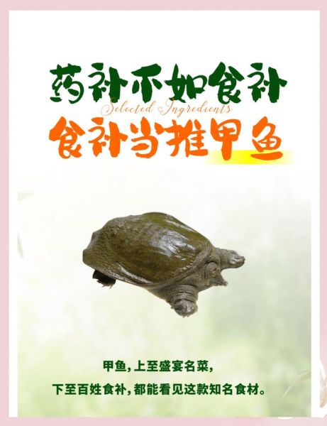 甲鱼功效与作用_甲鱼适合什么人吃-第2张图片-山城妙识