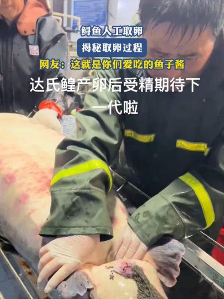 鲟鱼一生可以取几次鱼子_人工取卵周期多久一次-第1张图片-山城妙识