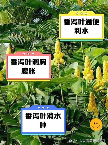 番泻叶怎么喝最减肥_番泻叶减肥正确喝法-第1张图片-山城妙识