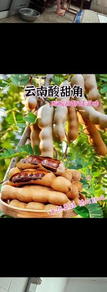 酸角吃多了会怎么样_酸角过量副作用-第2张图片-山城妙识