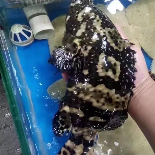 老虎斑鱼哪里有毒_老虎斑鱼毒素分布部位-第1张图片-山城妙识