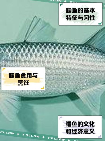 鲻鱼怎么钓_鲻鱼钓法技巧-第3张图片-山城妙识