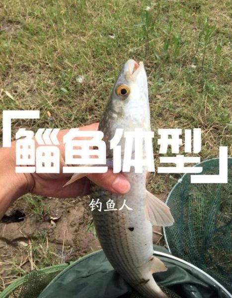 鲻鱼怎么钓_鲻鱼钓法技巧-第2张图片-山城妙识