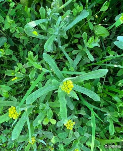 清明菜又叫什么菜_清明菜有哪些别名-第2张图片-山城妙识