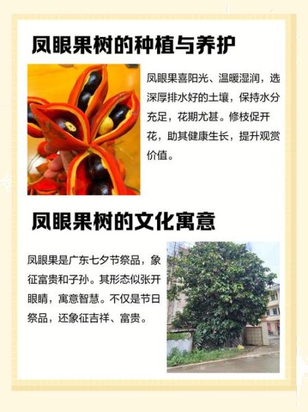 凤眼果树长什么样_凤眼果树和苹婆区别-第3张图片-山城妙识 凤眼果树长什么样_凤眼果树和苹婆区别-第3张图片-山城妙识