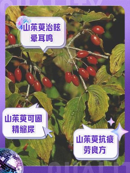 山茱萸怎么吃_山茱萸泡水喝的正确方法-第3张图片-山城妙识