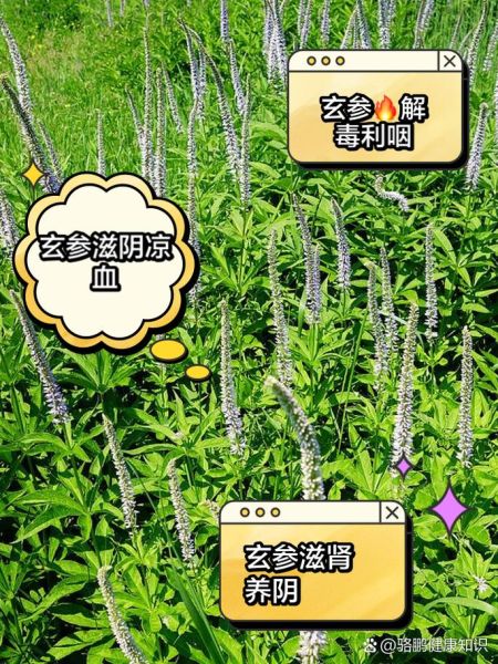 玄参长什么样_玄参图片怎么辨认-第2张图片-山城妙识