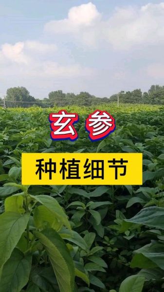 玄参长什么样_玄参图片怎么辨认-第3张图片-山城妙识