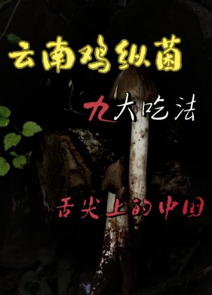 鸡枞菌的功效与作用_鸡枞菌怎么吃最好-第2张图片-山城妙识 鸡枞菌的功效与作用_鸡枞菌怎么吃最好-第2张图片-山城妙识