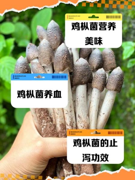 鸡枞菌的功效与作用_鸡枞菌怎么吃最好-第1张图片-山城妙识 鸡枞菌的功效与作用_鸡枞菌怎么吃最好-第1张图片-山城妙识