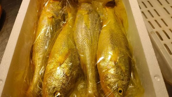 一斤多大黄鱼多少钱_大黄鱼价格表2024-第1张图片-山城妙识