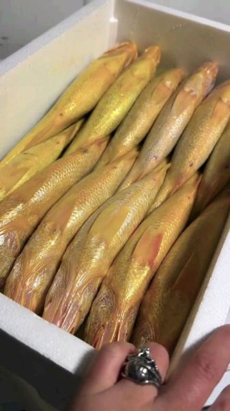 一斤多大黄鱼多少钱_大黄鱼价格表2024-第2张图片-山城妙识