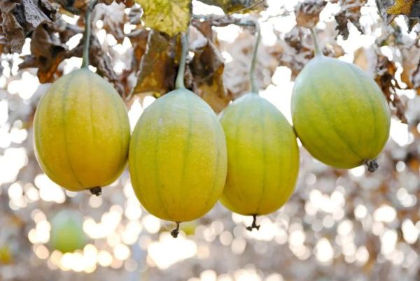 瓜蒌仁和瓜蒌皮有什么区别_瓜蒌仁与瓜蒌皮功效差异-第1张图片-山城妙识