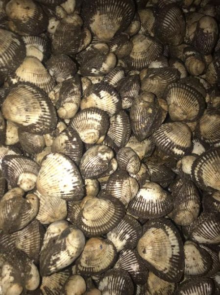 毛蛤蜊的营养价值_毛蛤蜊有哪些营养成分-第3张图片-山城妙识