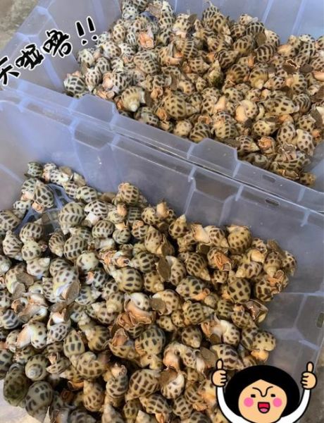 花甲螺怎么清洗_花甲螺图片长什么样-第3张图片-山城妙识 花甲螺怎么清洗_花甲螺图片长什么样-第3张图片-山城妙识